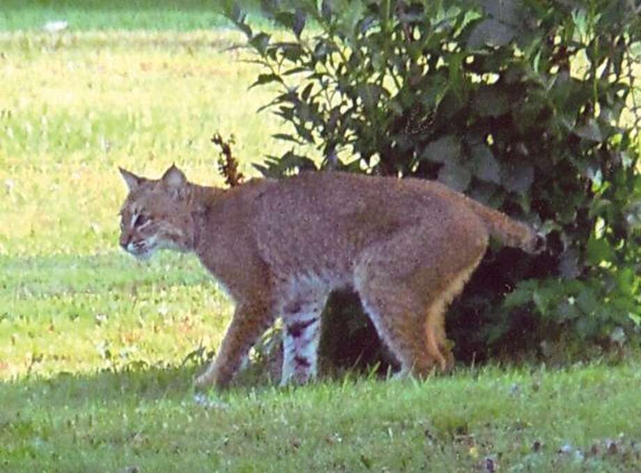 Bobcat goes for stroll through Conn. backyard - The Middletown Press
