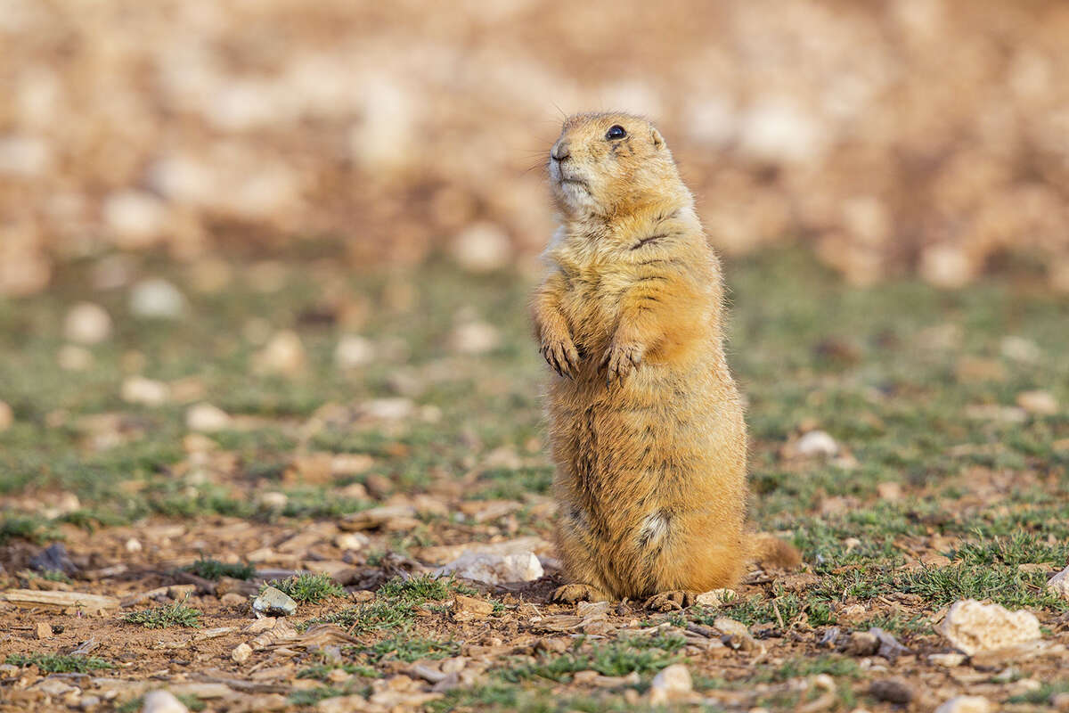 Black-tailed prairie dogs at home in the heart of a West Texas town