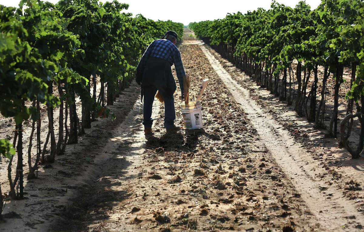 Dying vines: how herbicides are damaging, and destroying, High Plains ...