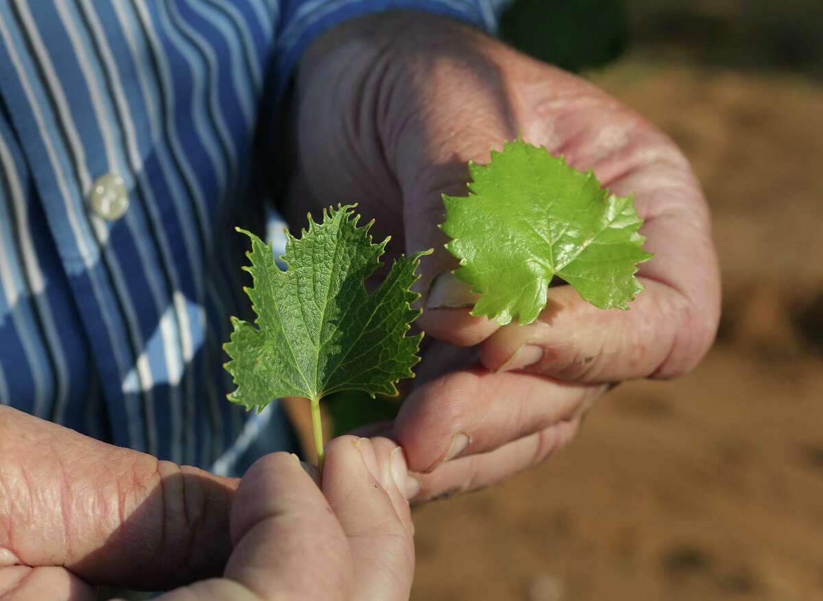 Dying vines: how herbicides are damaging, and destroying, High Plains ...