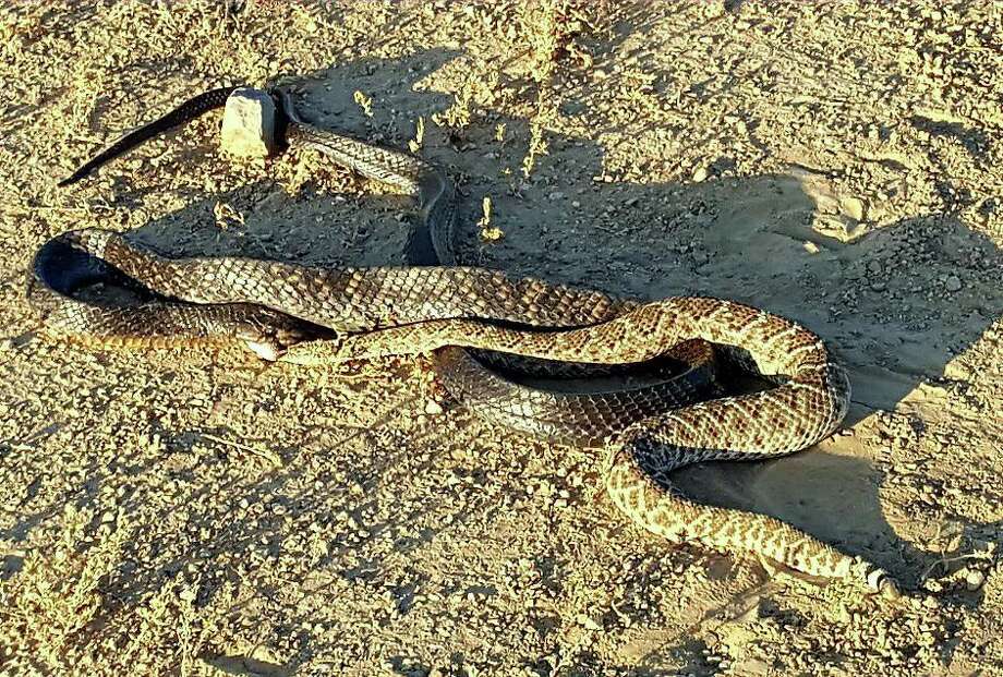 Photos show a rattlesnake fighting an Indigo snake at Texas state park ...