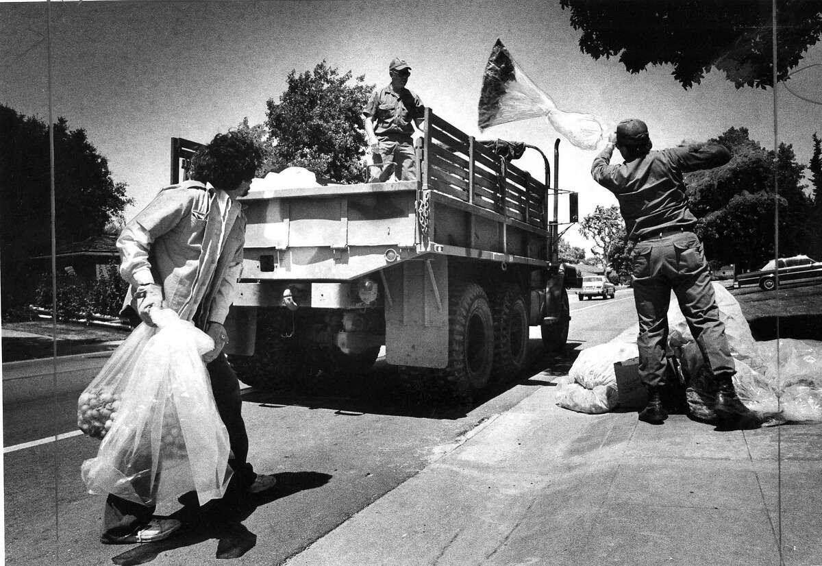 The medfly invasion: How a tiny insect upended Bay Area life decades ago