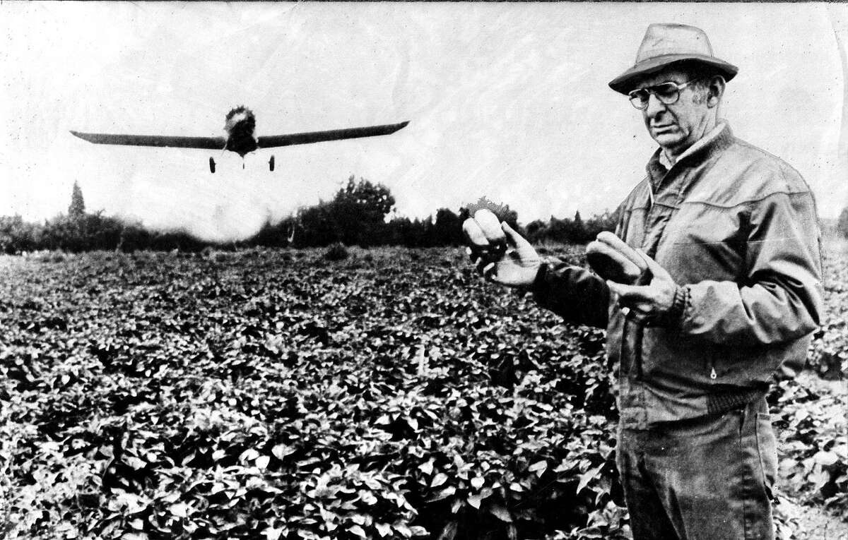 The medfly invasion: How a tiny insect upended Bay Area life decades ago