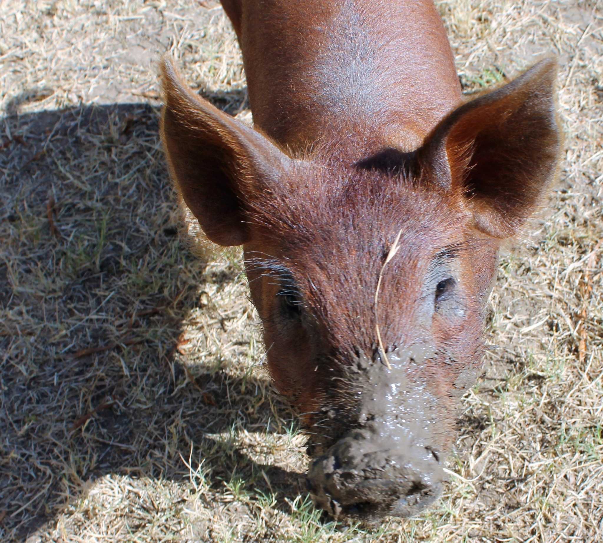 Abandoned livestock often the result of an owner’s lack of knowledge