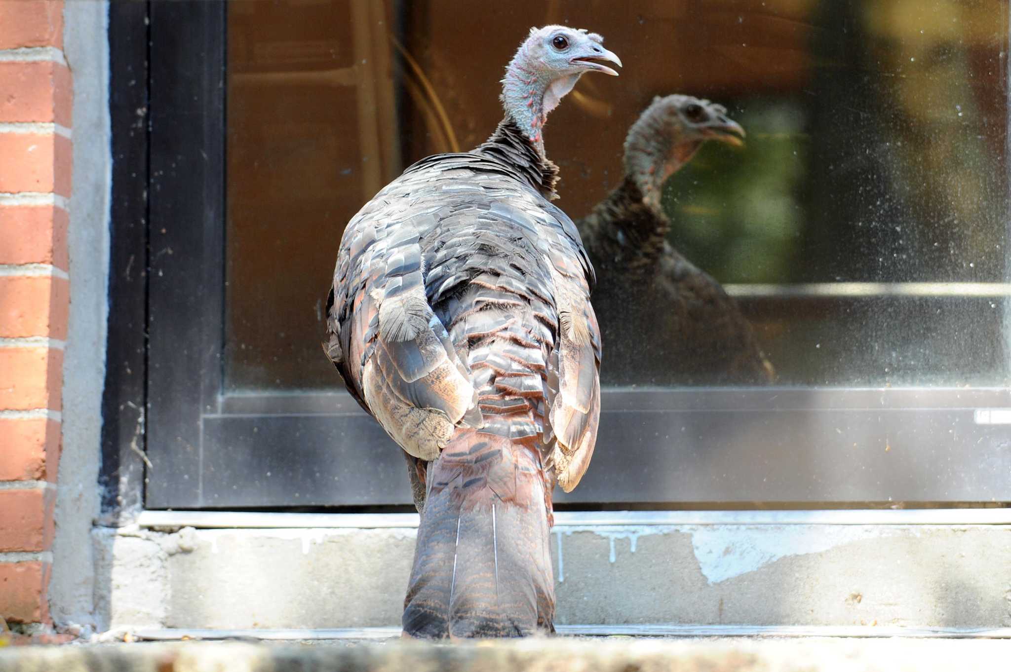 Wild turkeys invade Stamford neighborhoods