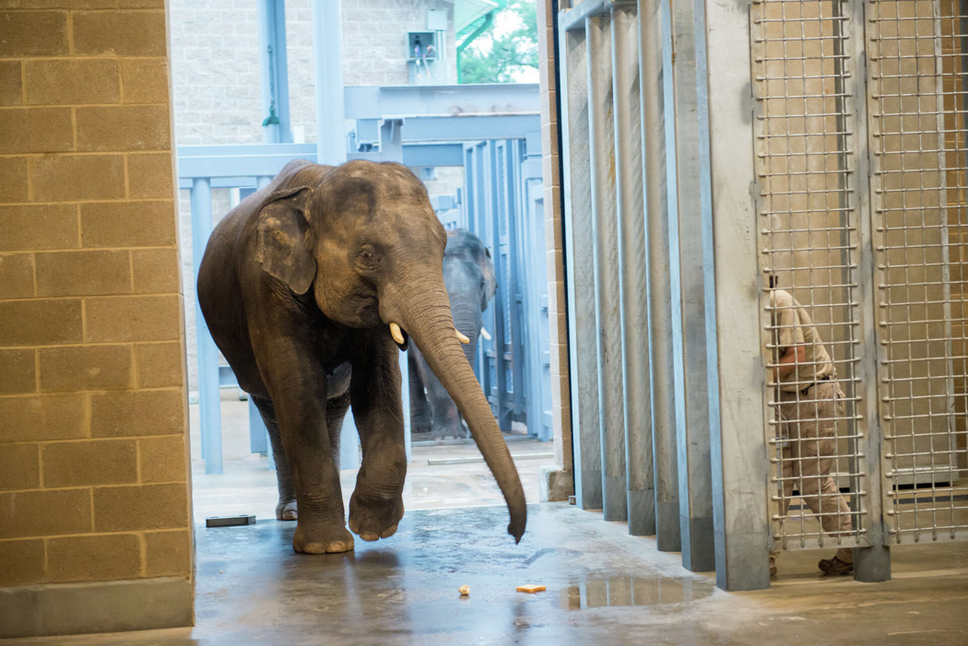Houston Zoo closes ahead of Hurricane Harvey