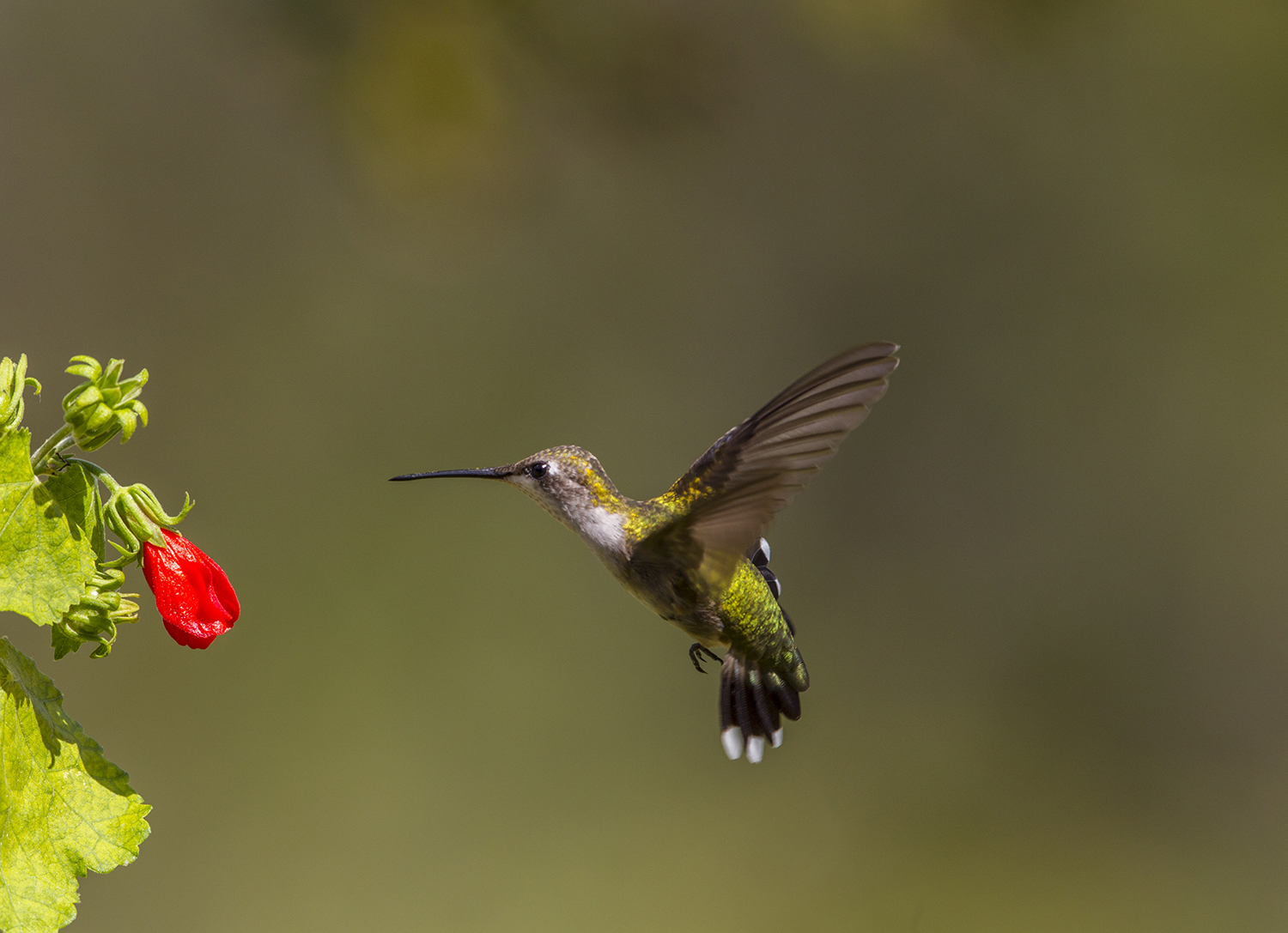 Hummingbirds delight as they return to the Houston area to fatten up