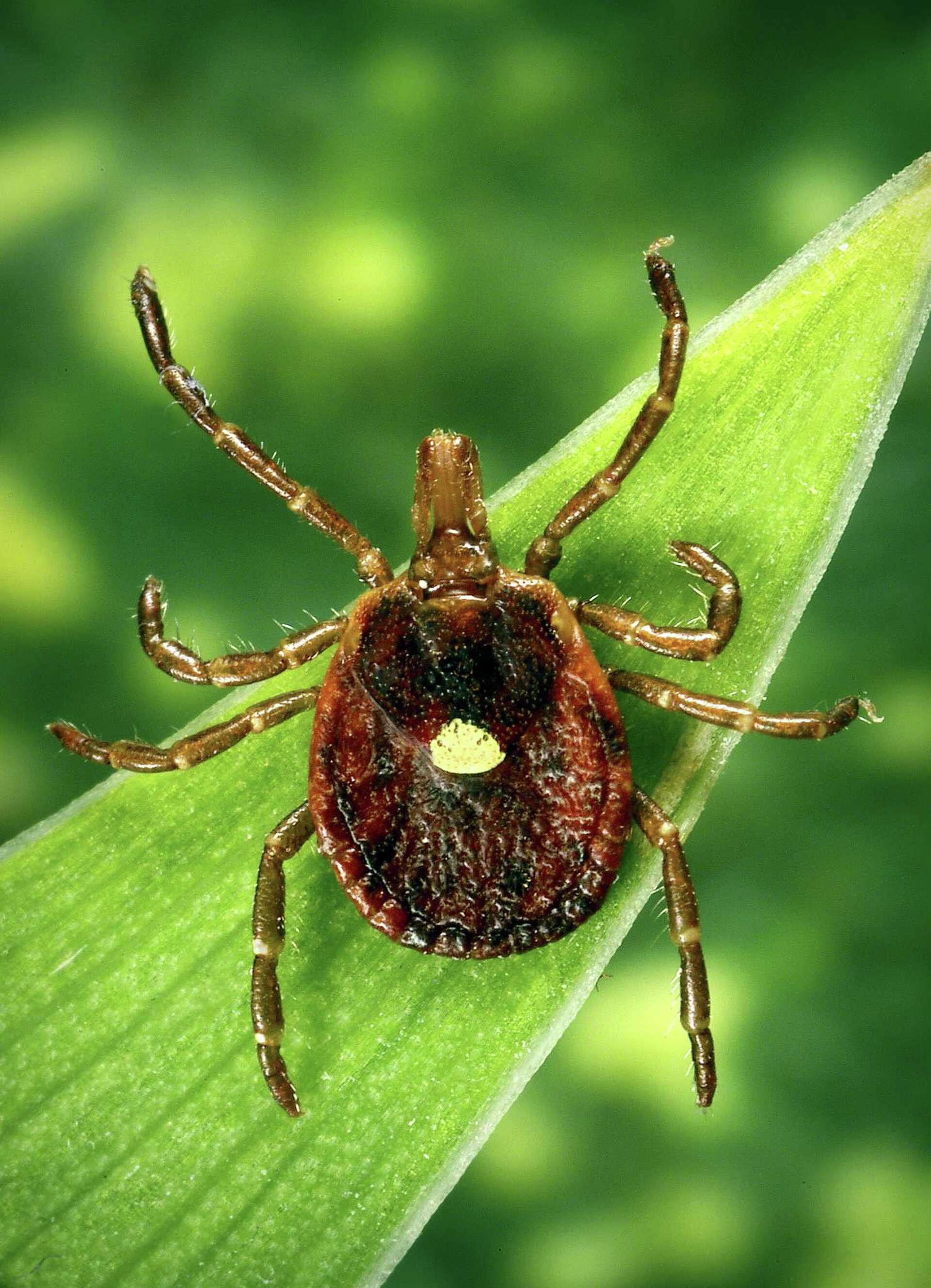 Lone star ticks surge in CT, raising concerns about meat allergy