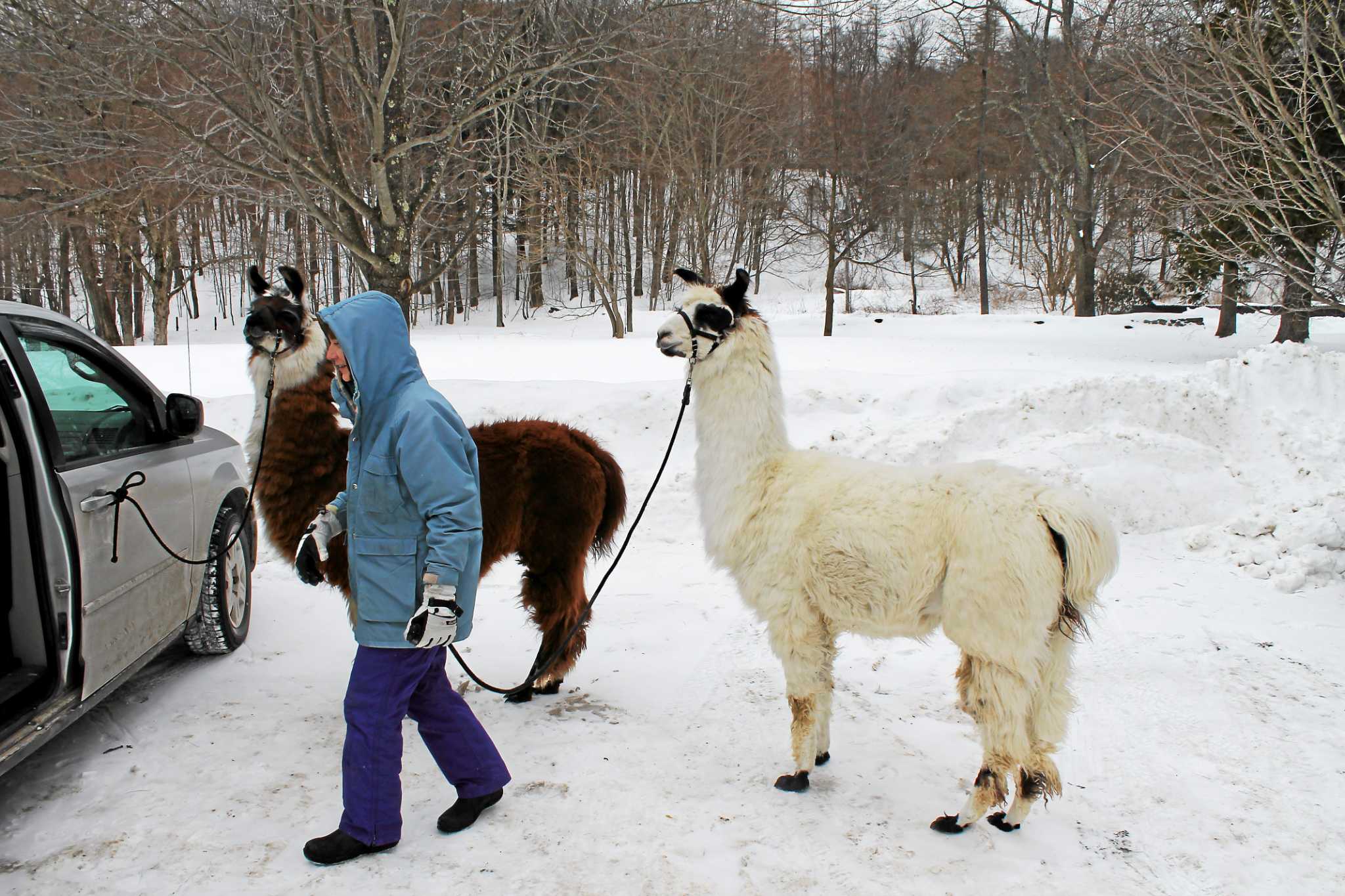 Jack, Theo wow the crowd at White Memorial llama walk in Litchfield