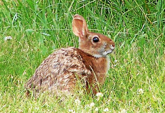 Woodbury: Cottontail rabbit program Feb. 17 at Flanders Nature Center