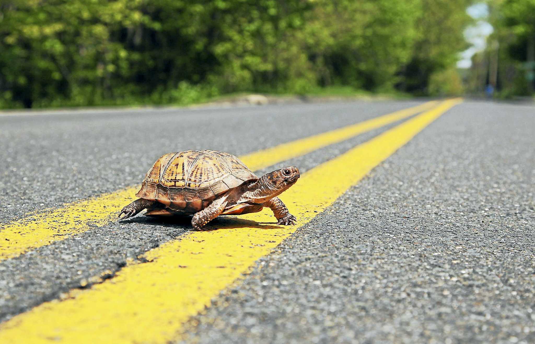 3 things you can do to help a Connecticut turtle cross the road