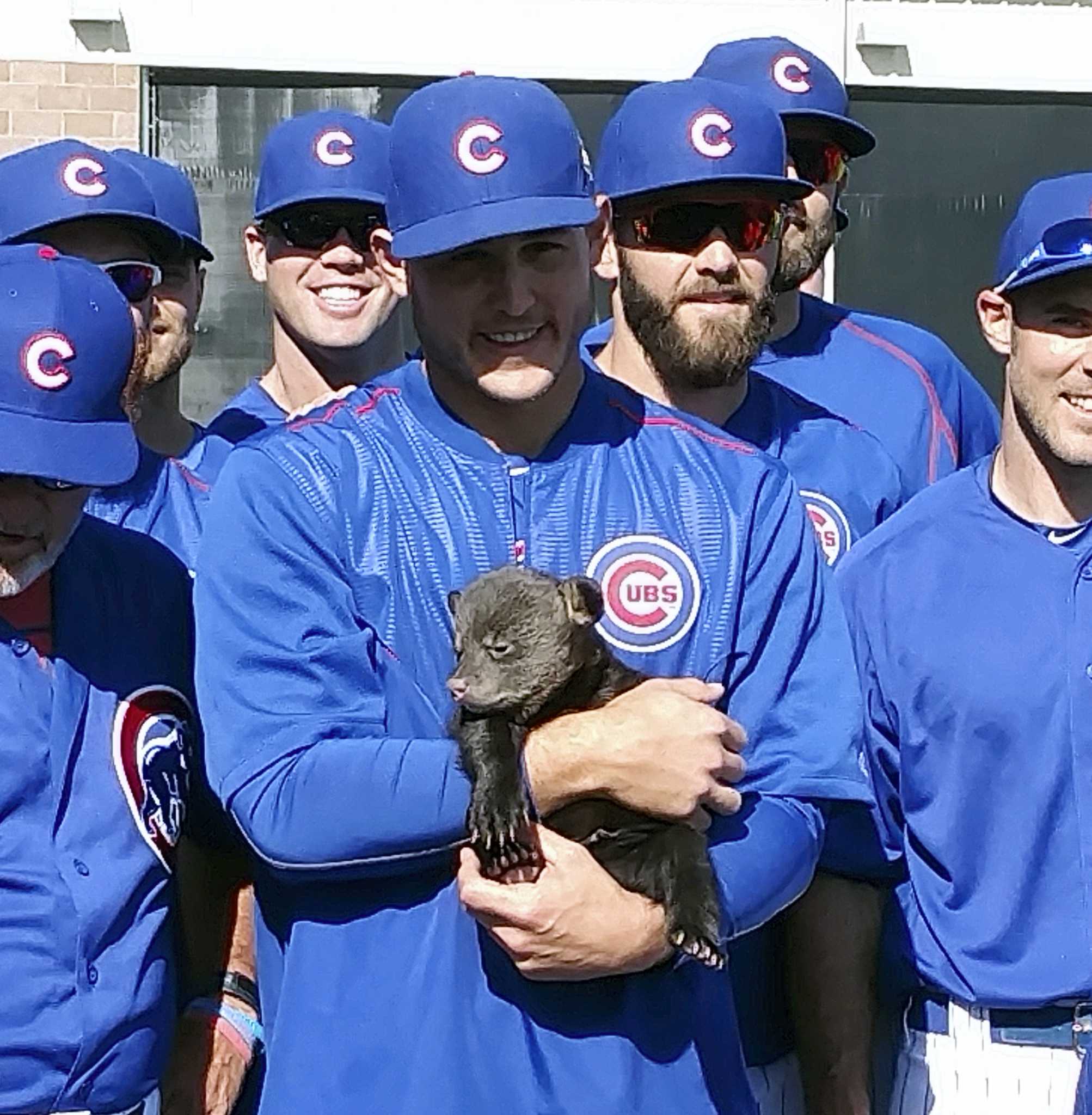 Chicago Cubs visited by bear cubs at spring training