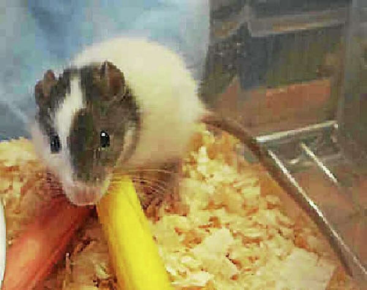 Chris Powell: Who let the ‘rats’ in?