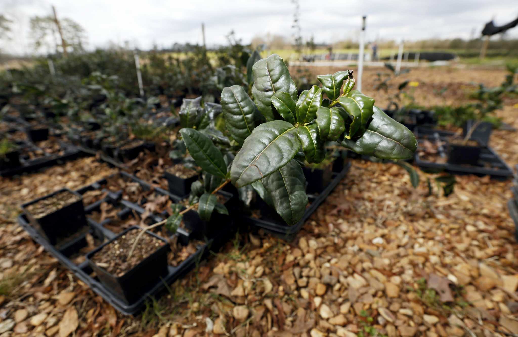 Tea farming: 5 things to know