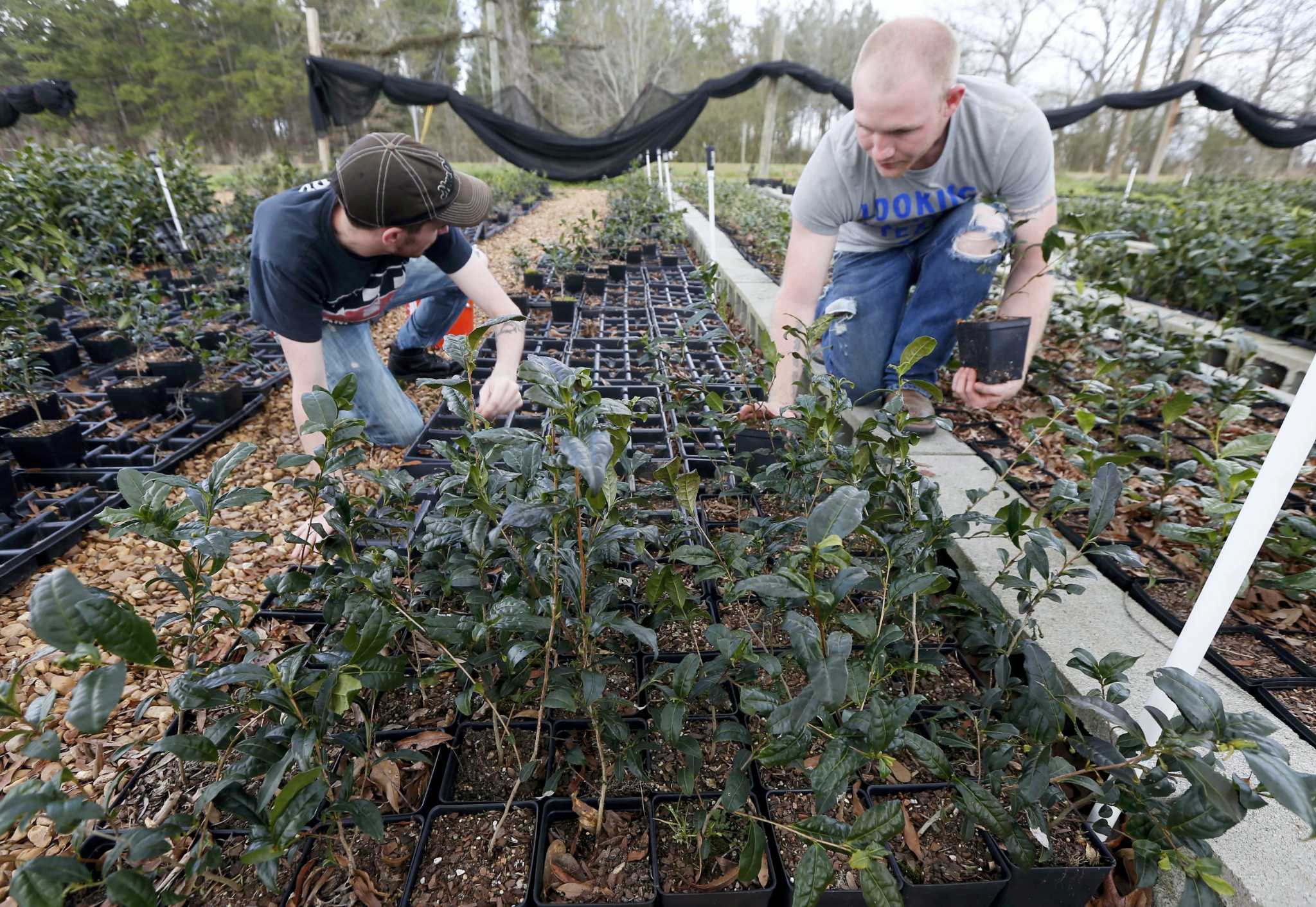 Pricey tea emerges as niche crop in US, Canada