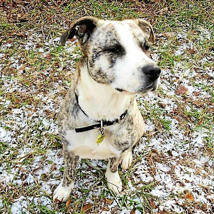 Pet of the day: Muffy