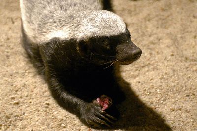 Watch the honey badger do what it wants on new PBS series