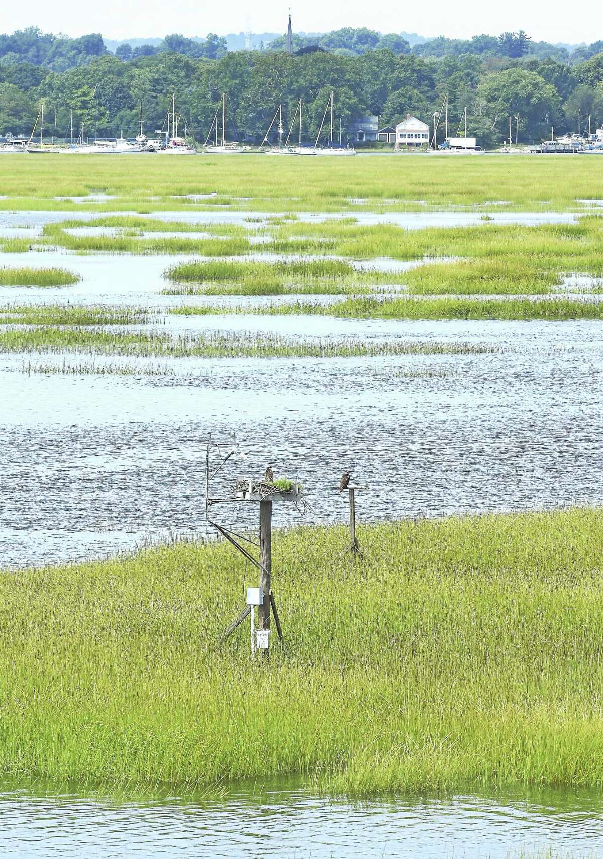 More ospreys are nesting in CT; you can help count them