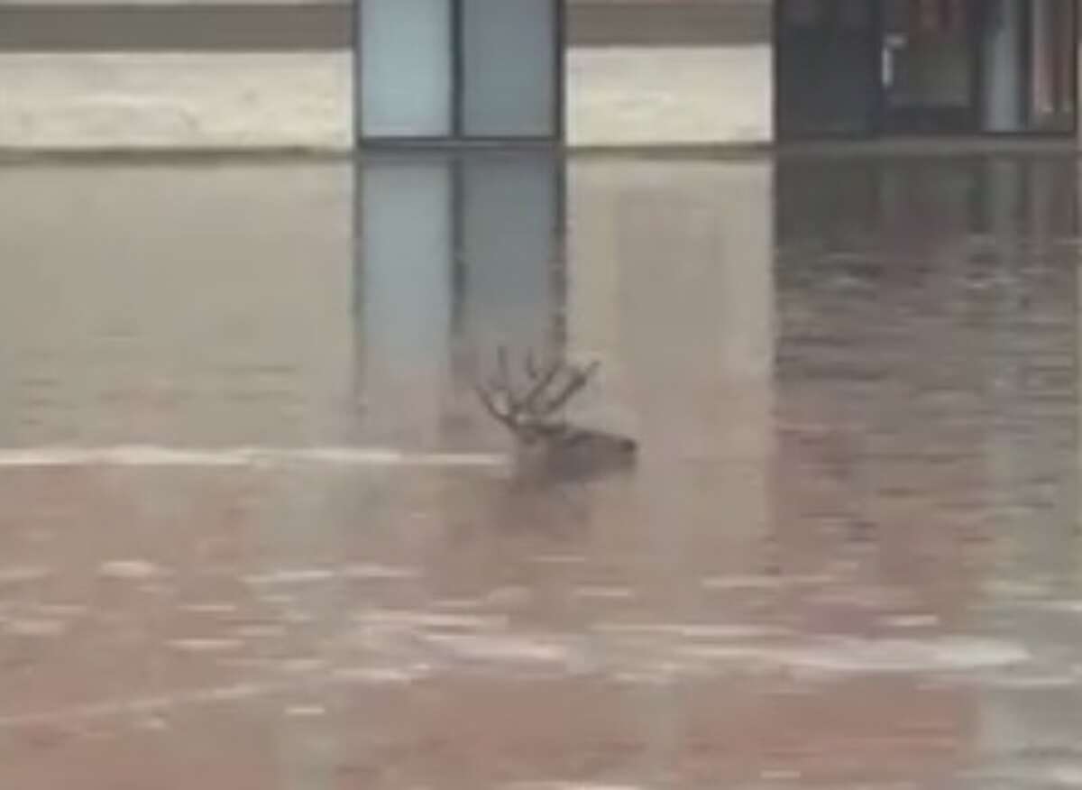 Harvey rescuer captures buck swimming in Friendswood flood waters on video
