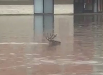 Harvey rescuer captures buck swimming in Friendswood flood waters on video