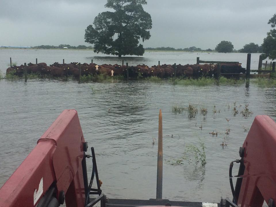 Texas ranch races to save army of cattle from Tropical Storm Harvey