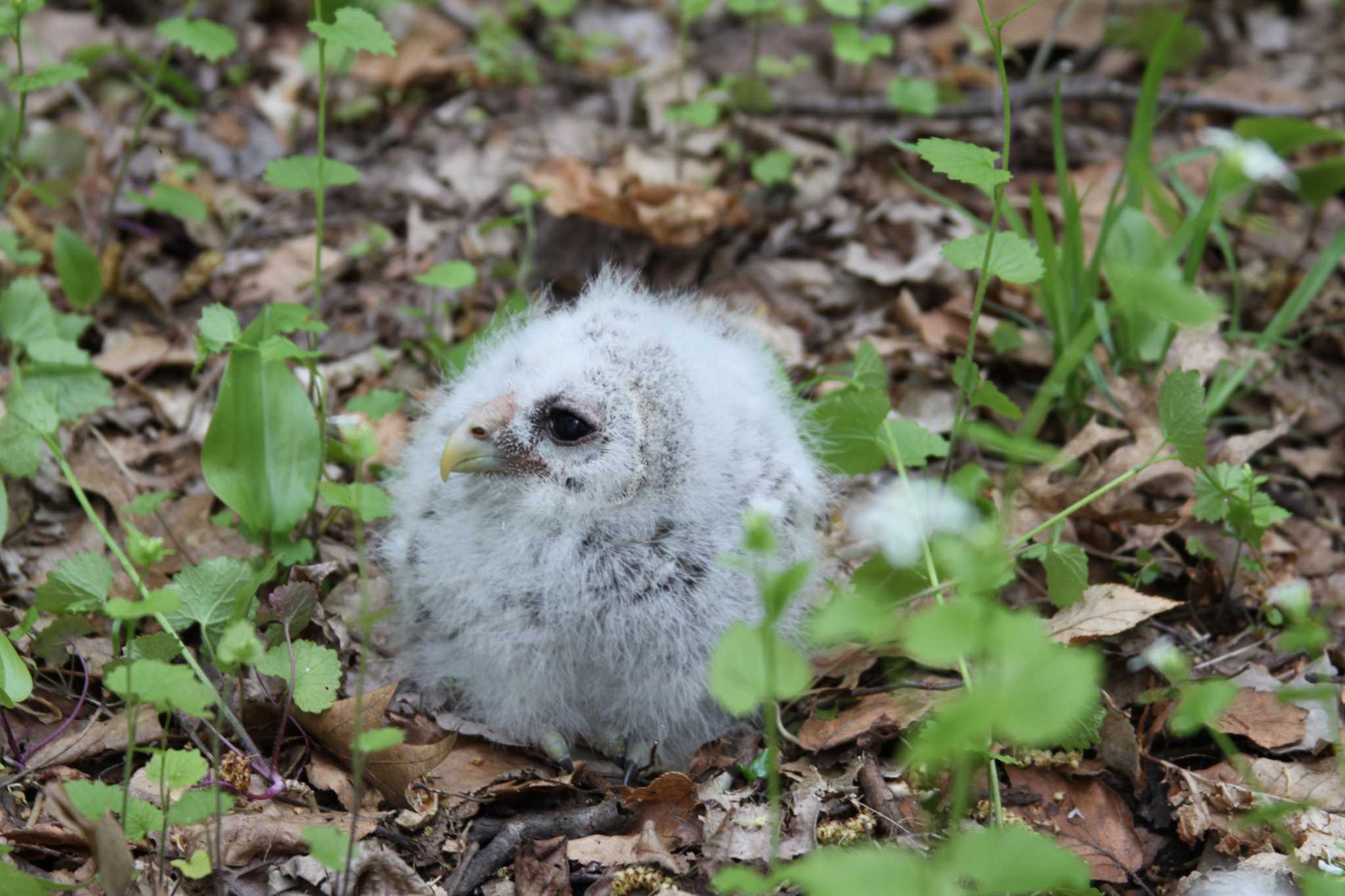 Baby Barred Owl
