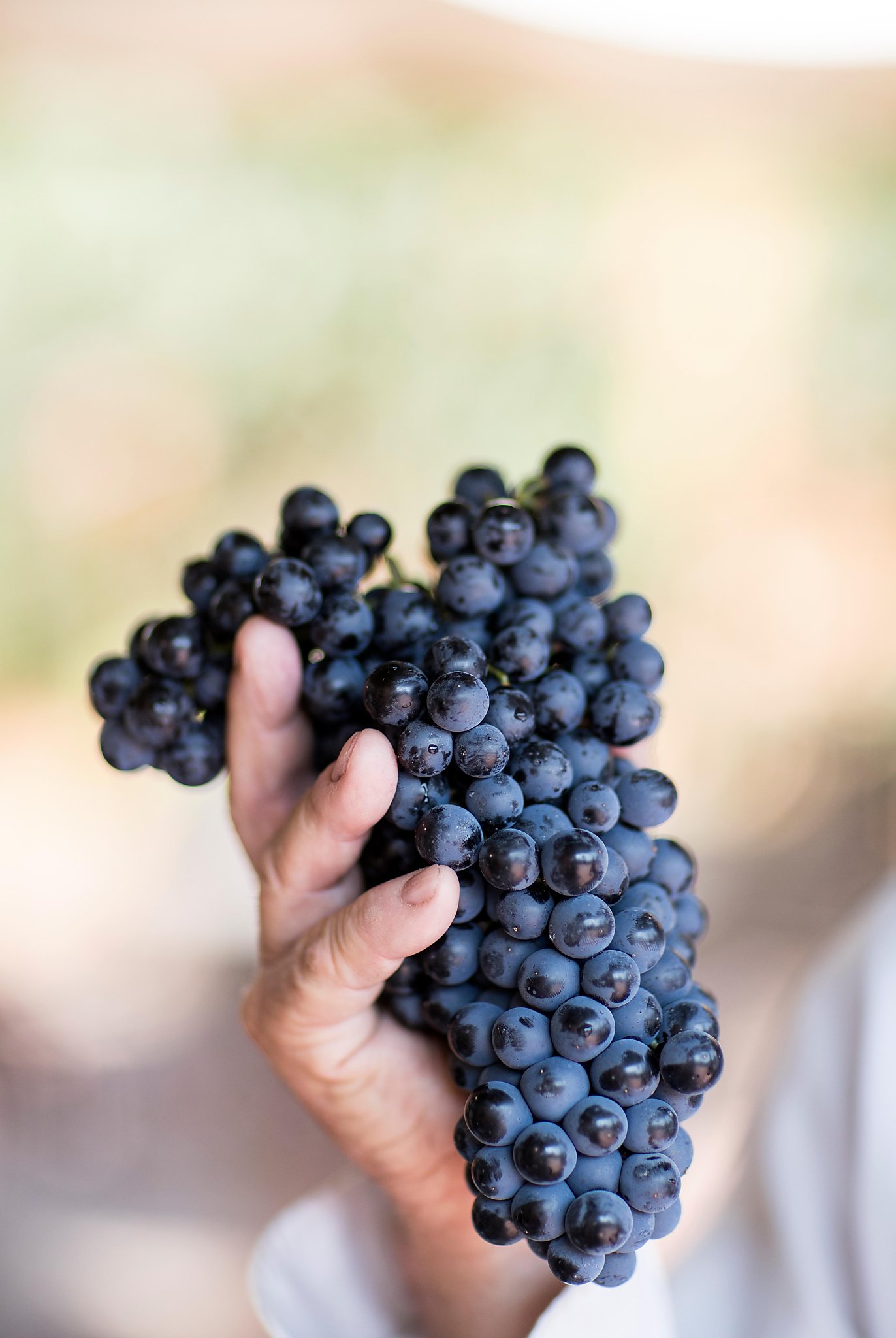 Tasting notes: The diverse, dynamic wines of Lodi