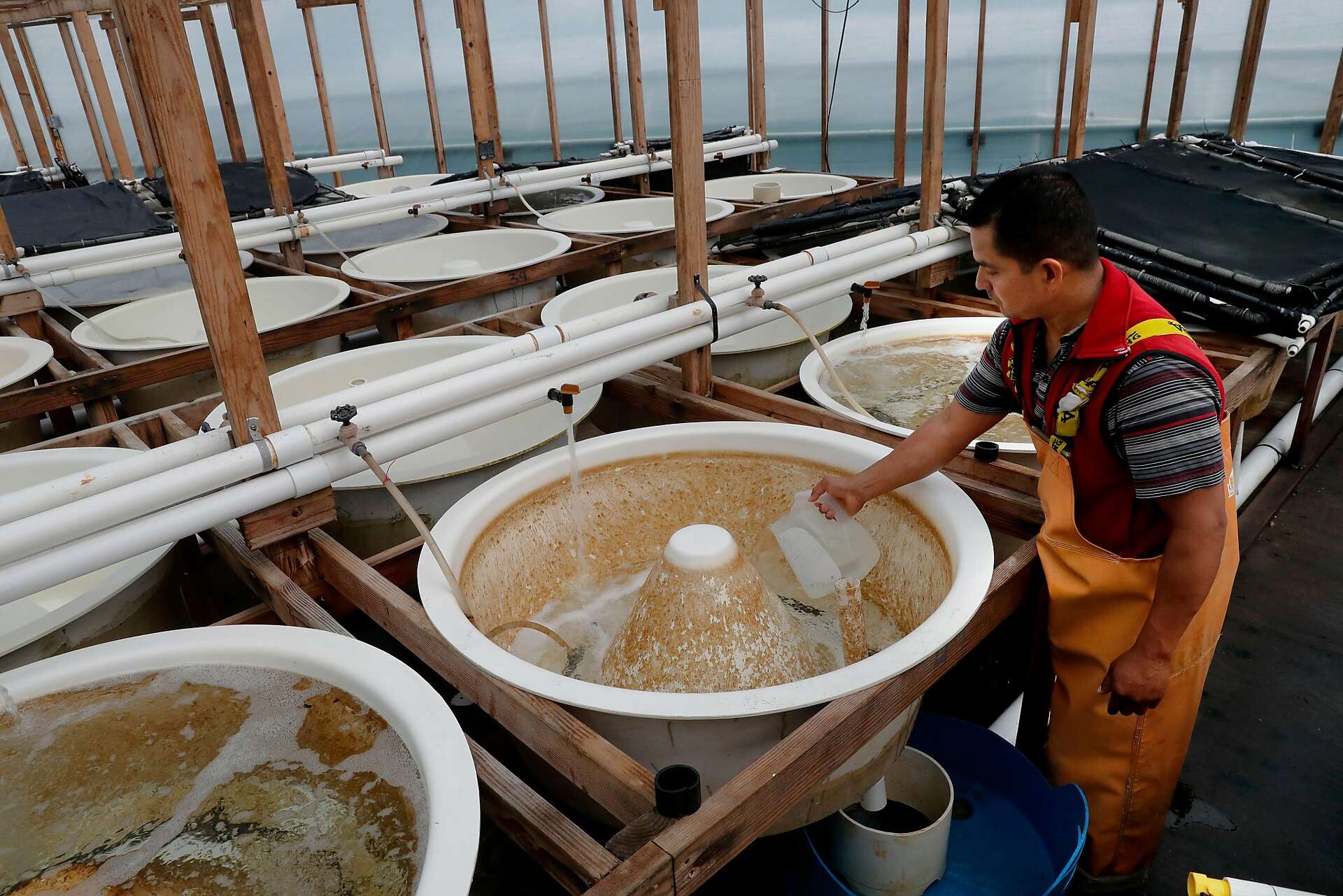 Farmed abalone emerges as a local, sustainable seafood choice
