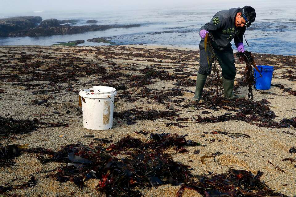 Farmed abalone emerges as a local, sustainable seafood choice
