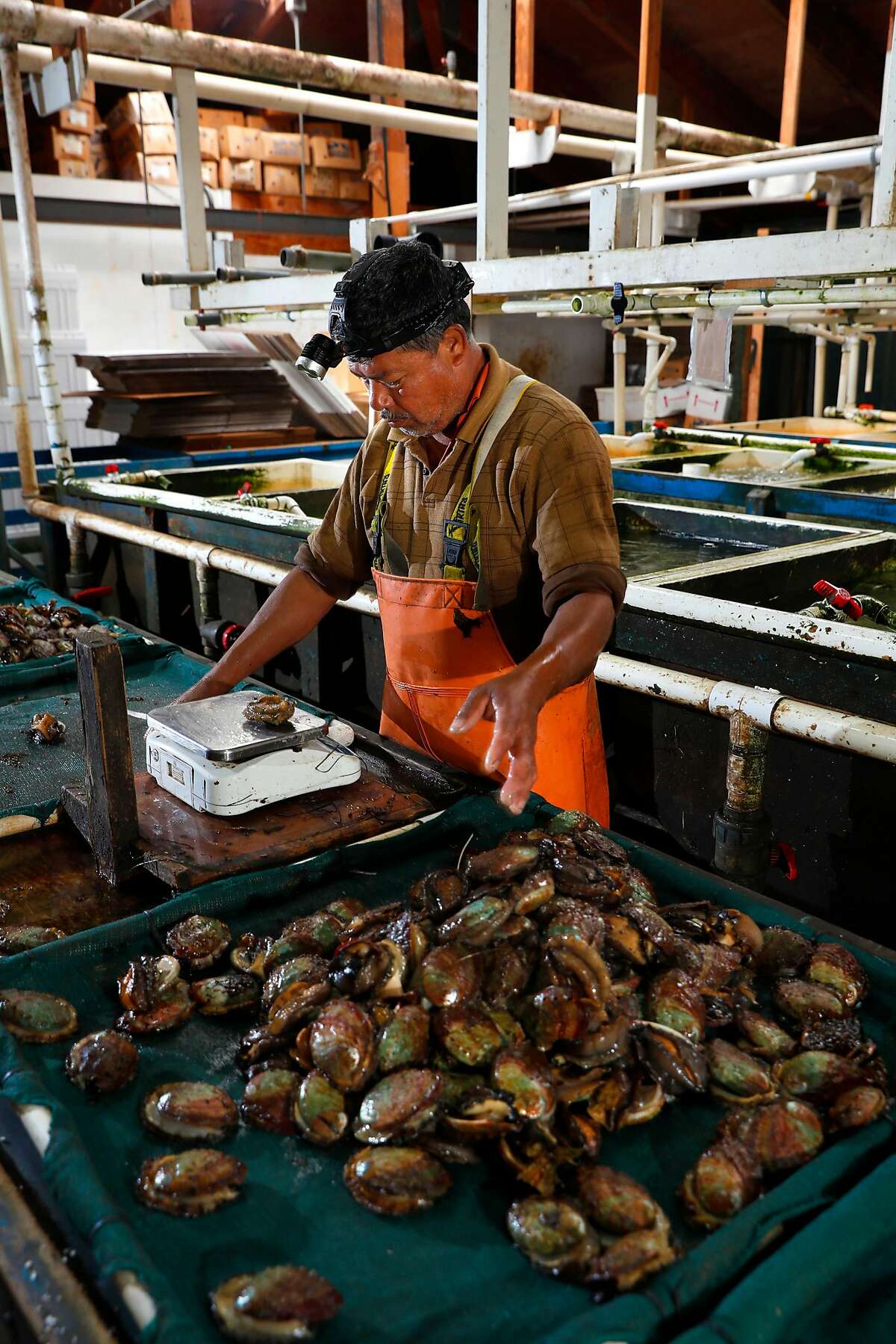 Farmed abalone emerges as a local, sustainable seafood choice