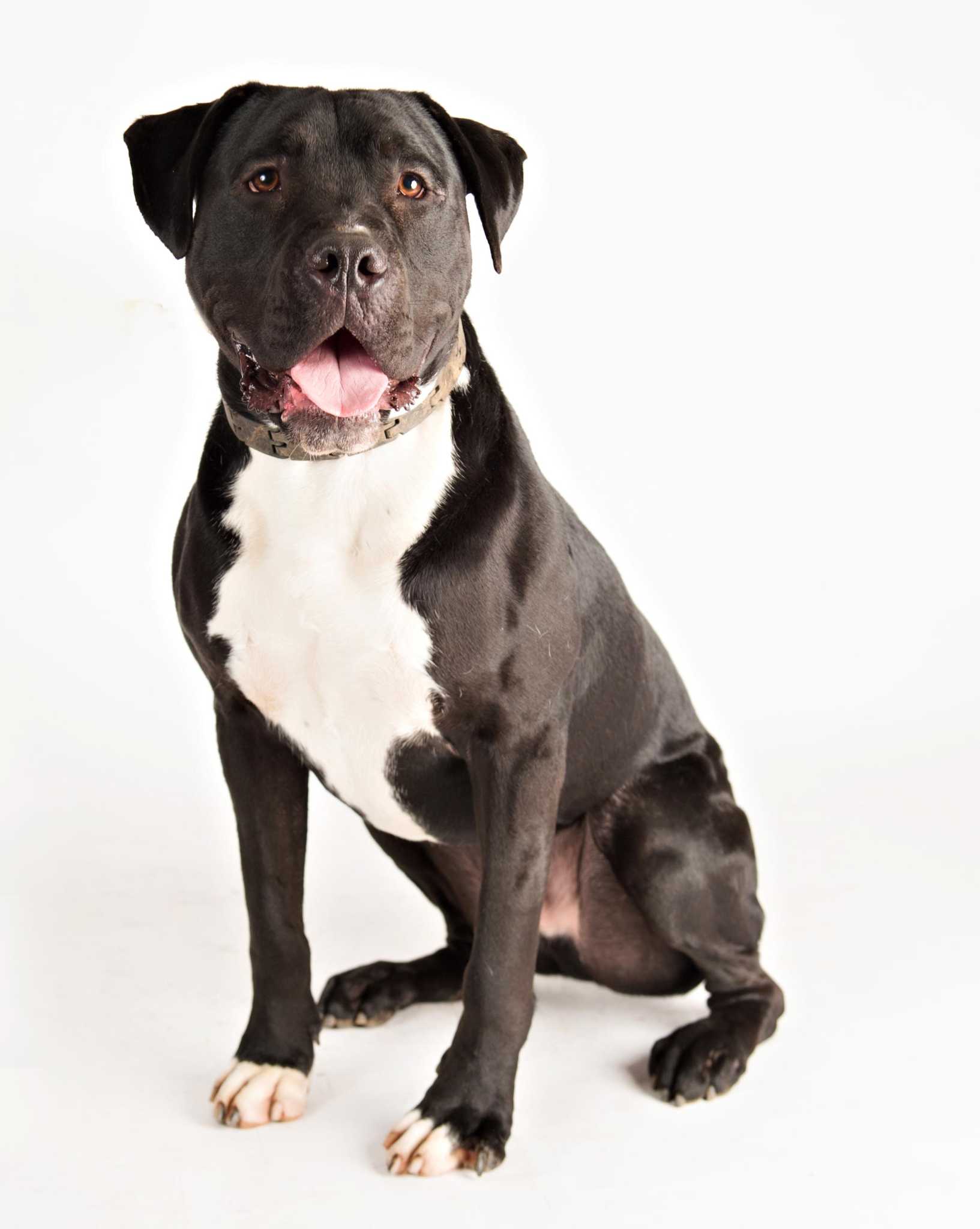 Pet of the week: Negan
