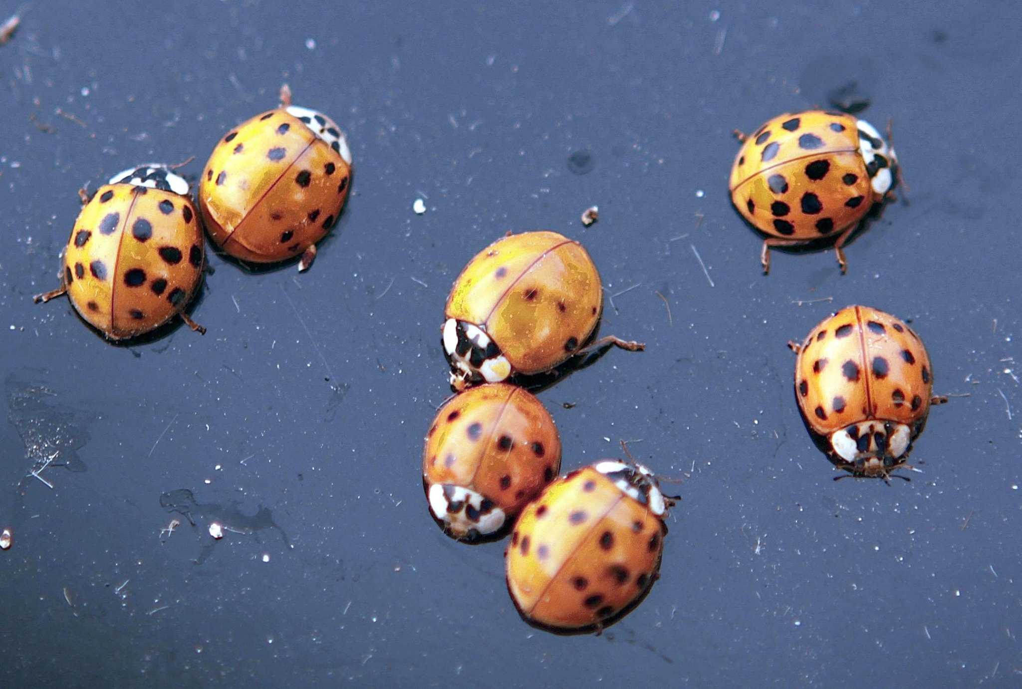 Ladybug invasion man made? Swarms raising questions