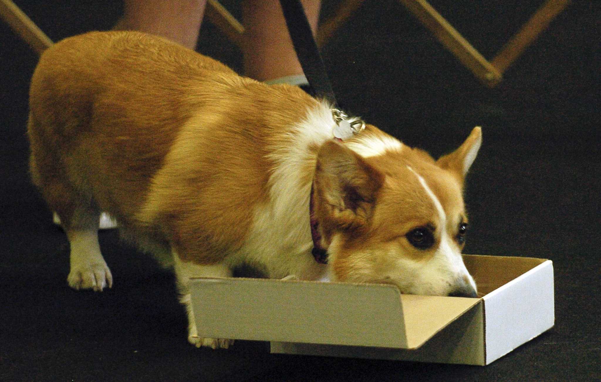 Dogs hone their sniffing skills, one treat at a time