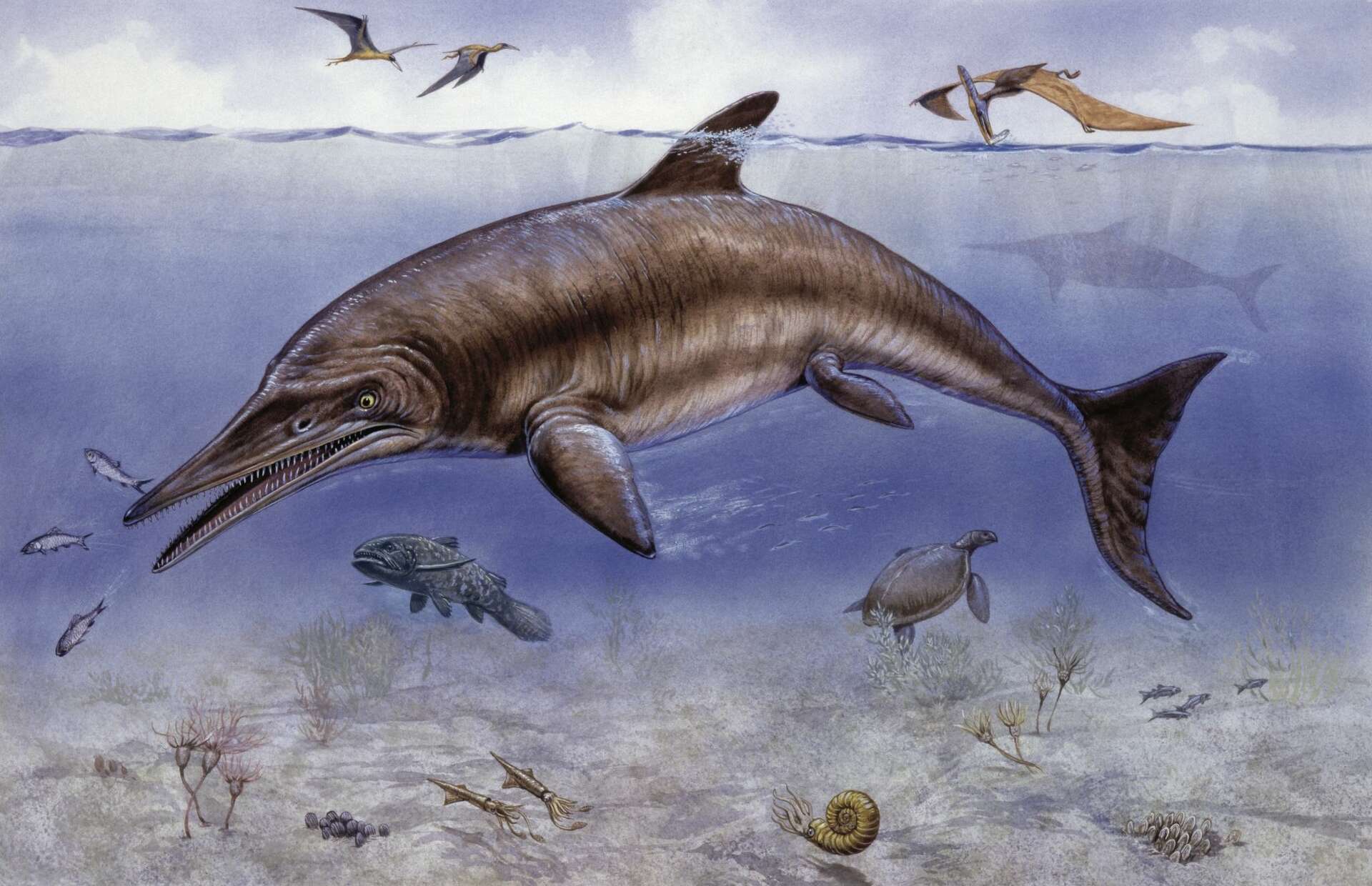Largest-ever 'sea dragon' fossil sat undiscovered in museum for 20 years