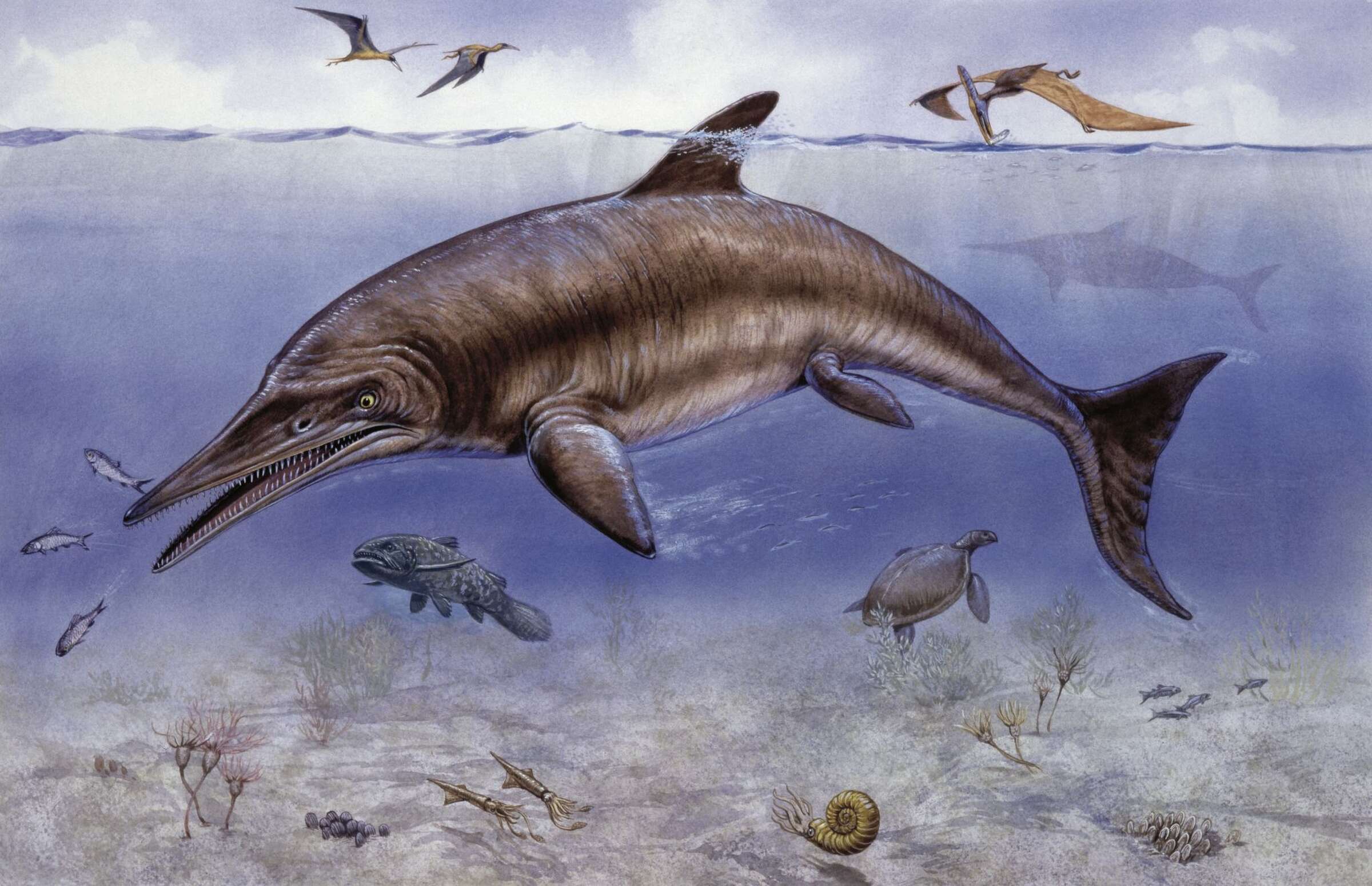 Largest-ever 'sea dragon' fossil sat undiscovered in museum for 20 years