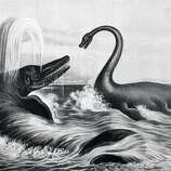 Largest-ever 'sea dragon' fossil sat undiscovered in museum for 20 ...