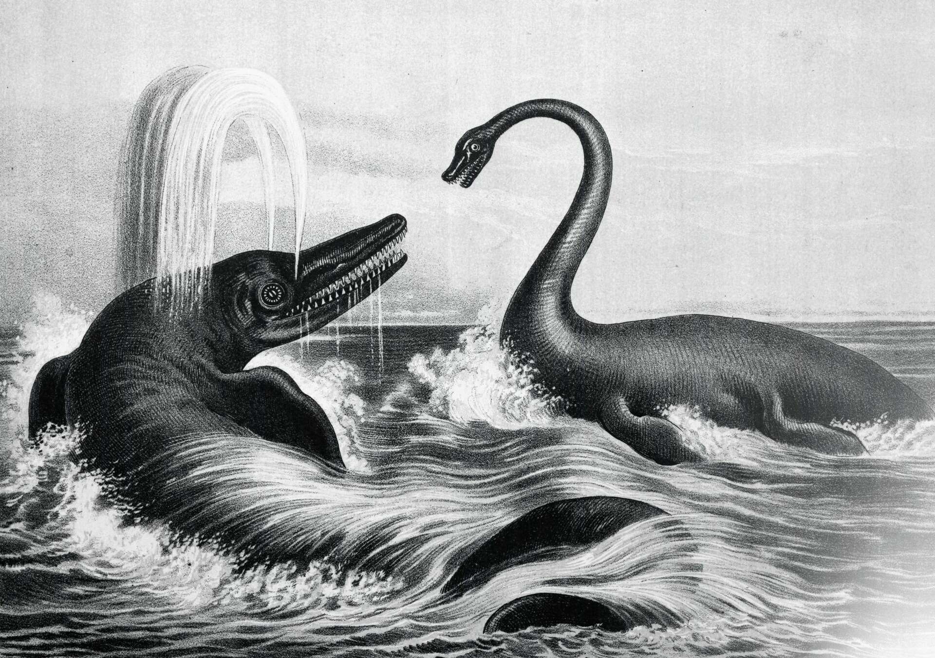 Largest-ever 'sea dragon' fossil sat undiscovered in museum for 20 years