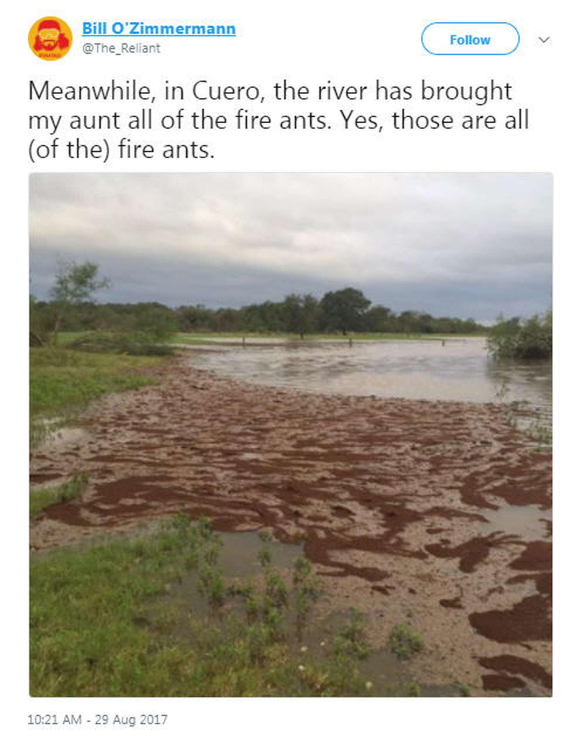 Houston Flood Ants The Extraordinary Behaviour Of Flooded Fire Ants