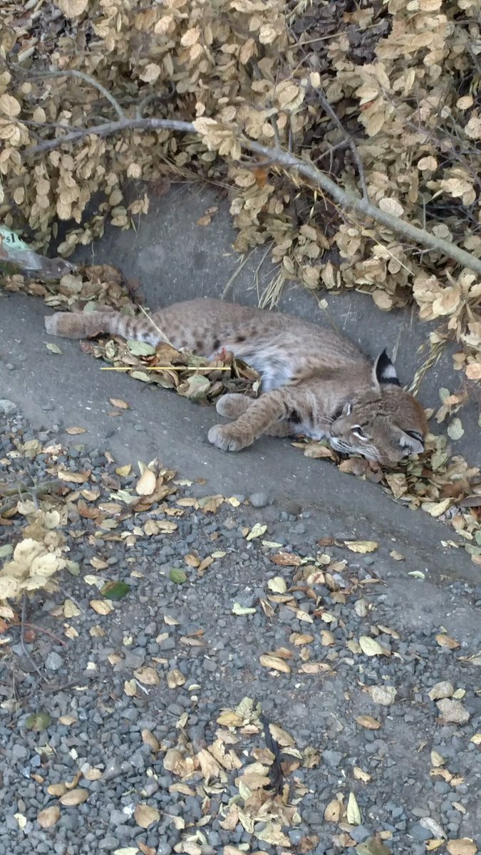 Injured bobcat rescued near Martinez