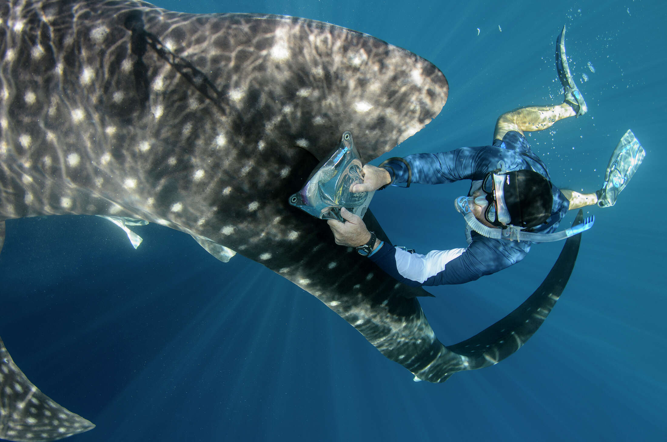 Good luck sharks: Incredible photos show relationship between fishermen ...