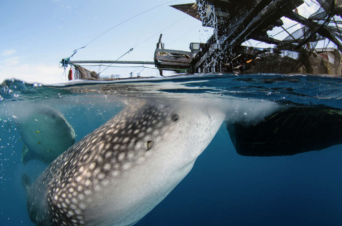 Good luck sharks: Incredible photos show relationship between fishermen ...