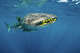 Good luck sharks: Incredible photos show relationship between fishermen ...