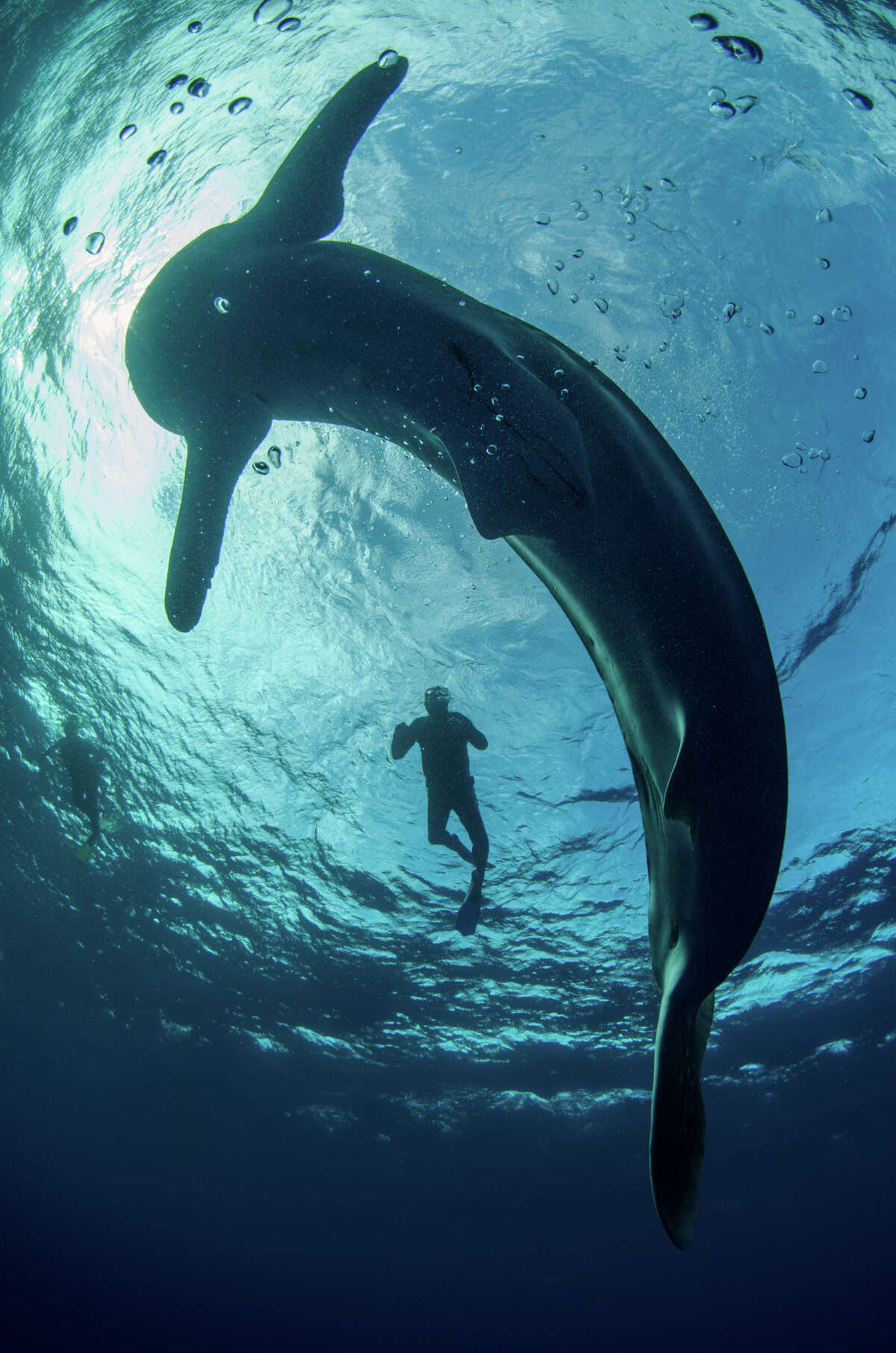 Good luck sharks: Incredible photos show relationship between fishermen ...