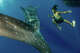 Good luck sharks: Incredible photos show relationship between fishermen ...