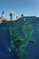 Good luck sharks: Incredible photos show relationship between fishermen ...