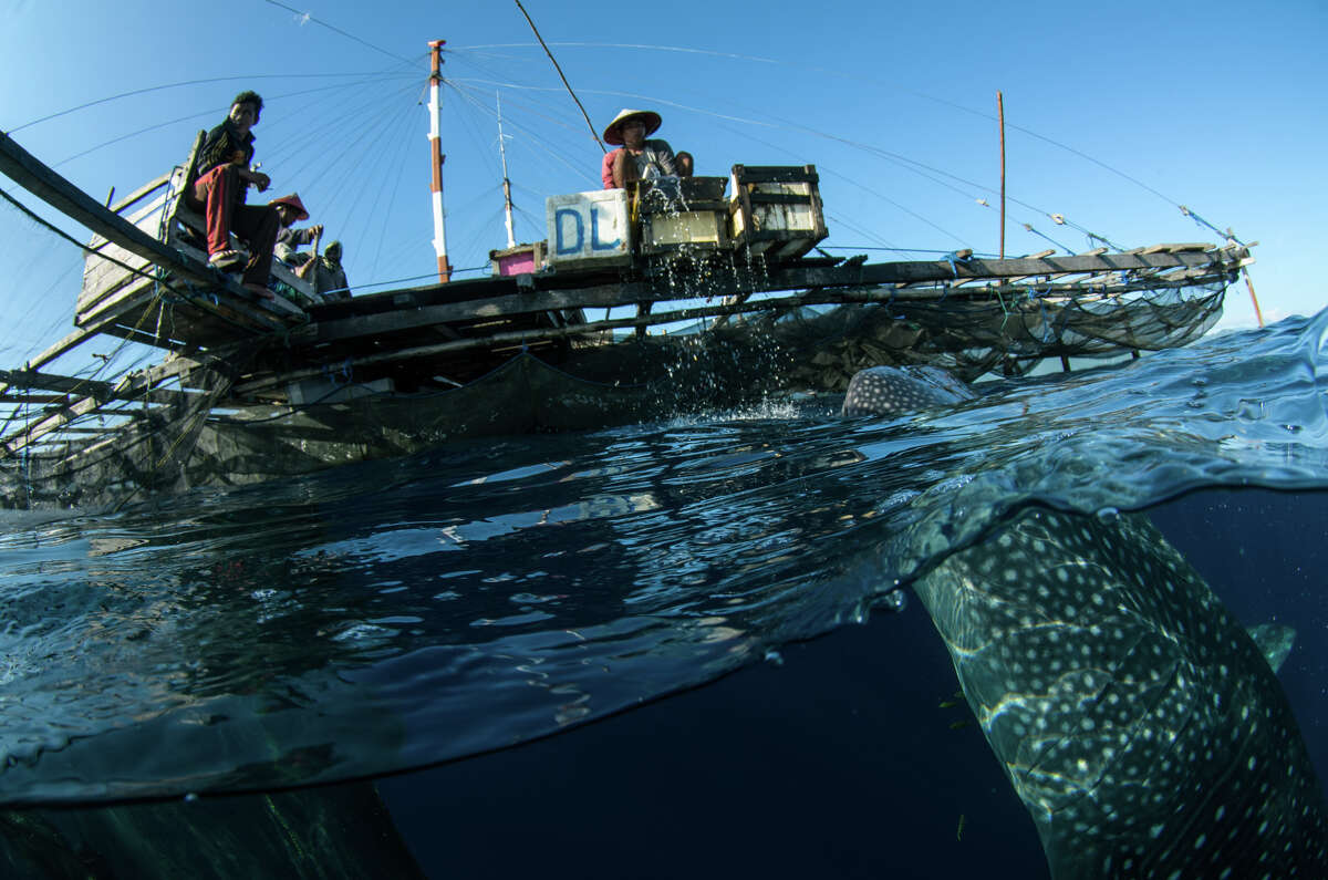 Good luck sharks: Incredible photos show relationship between fishermen ...