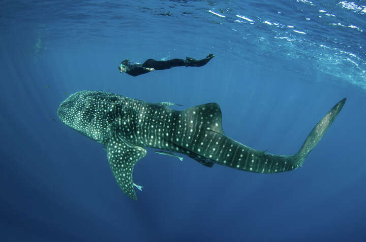 Good luck sharks: Incredible photos show relationship between fishermen ...