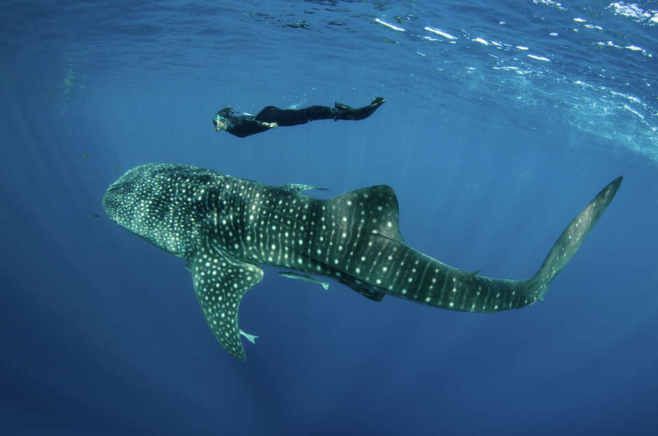 Good luck sharks: Incredible photos show relationship between fishermen ...