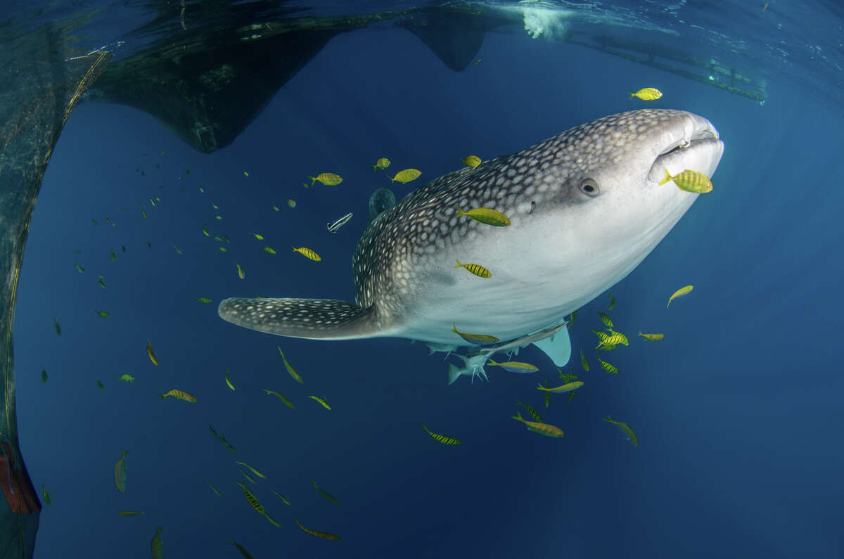 Good luck sharks: Incredible photos show relationship between fishermen ...