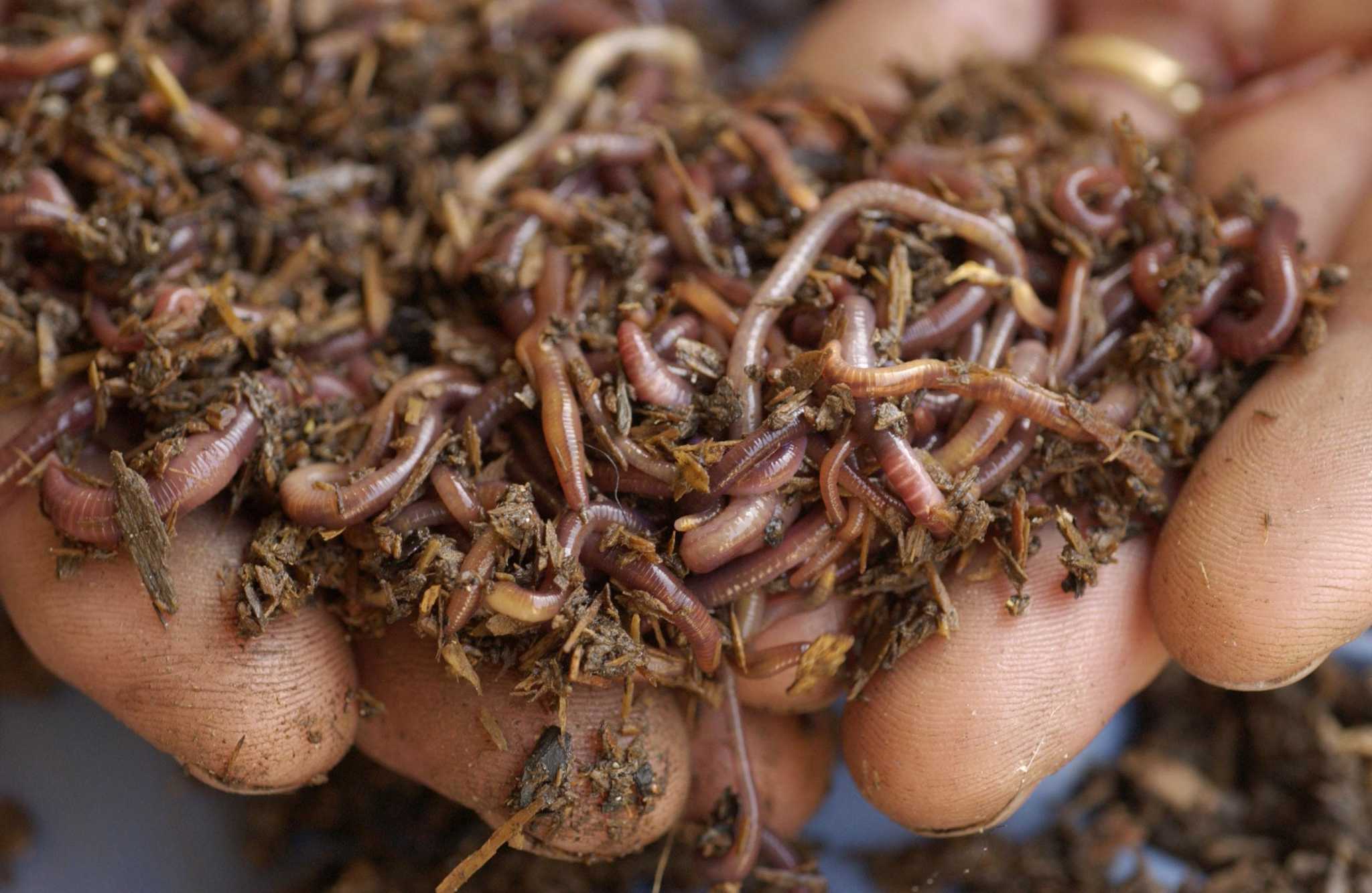 Fun With Worms: Locals Learn How to Make the Most of their Table Scraps